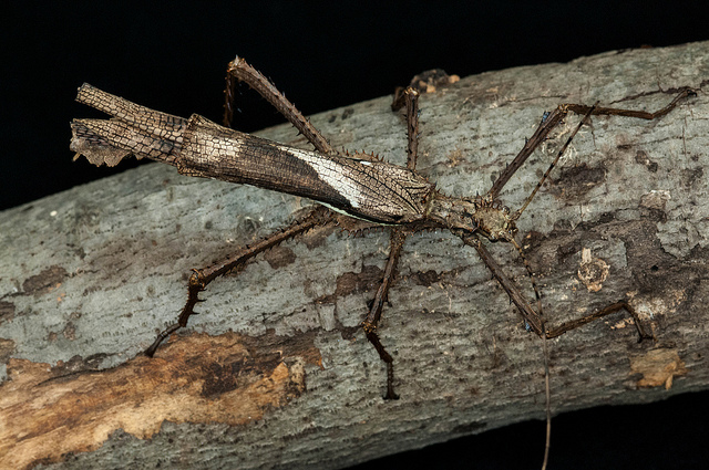 Présentation de mes élevages d'insectes, phasmes, fourmis....