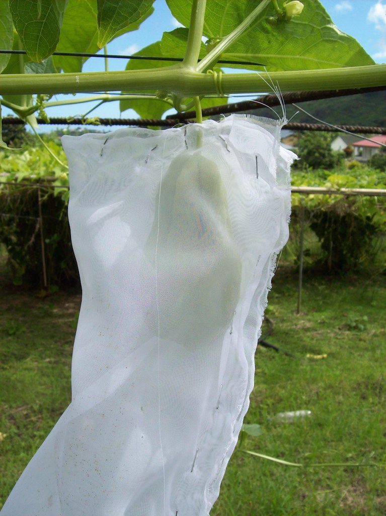 Lutte agro-écologique des mouches Tephritidae à La Réunion