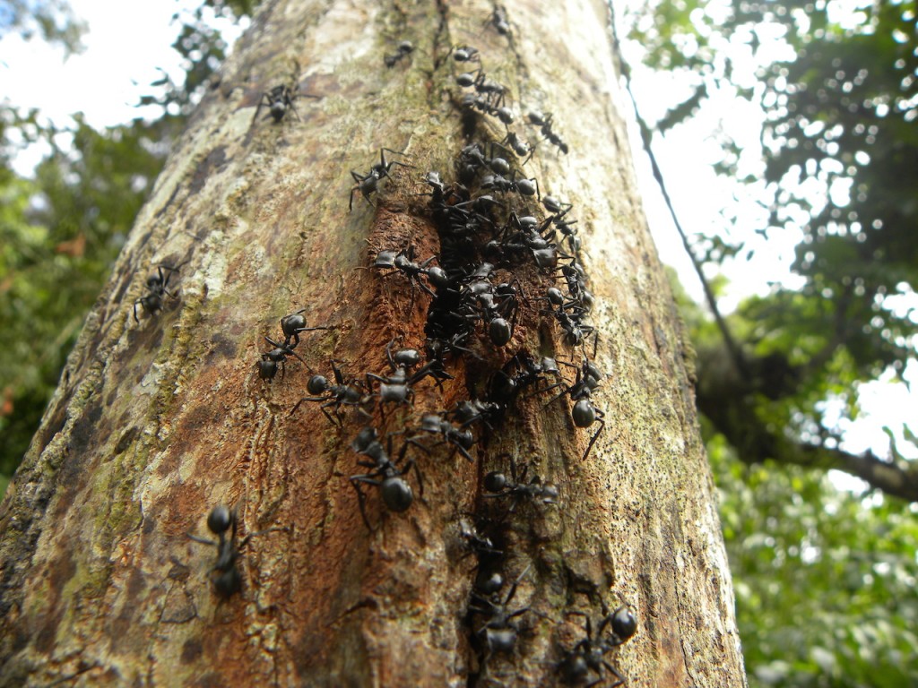 Les fourmis "volantes" du genre Cephalotes