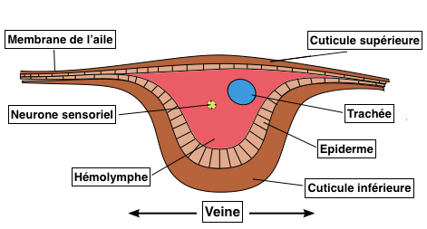 Origine, évolution et anatomie des ailes d'insectes