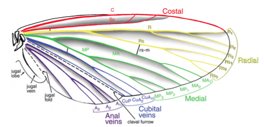 Origine, évolution et anatomie des ailes d'insectes
