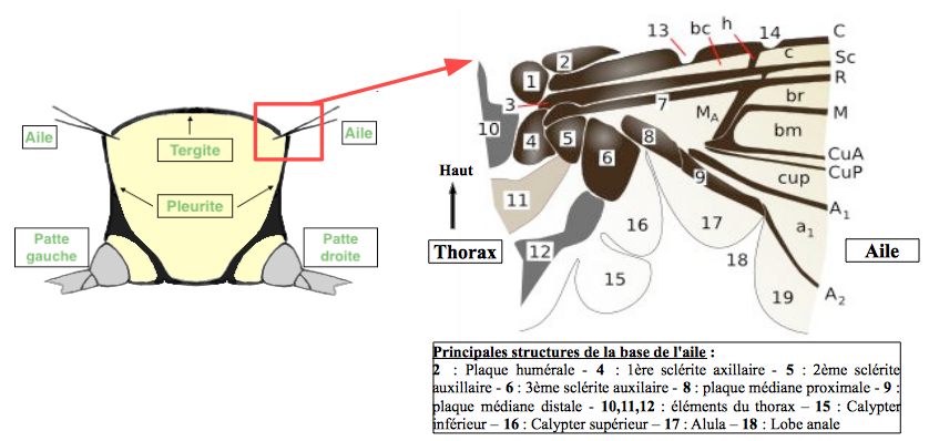 Origine, évolution et anatomie des ailes d'insectes