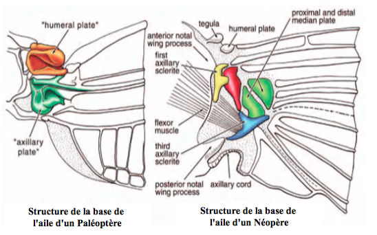 Origine, évolution et anatomie des ailes d'insectes