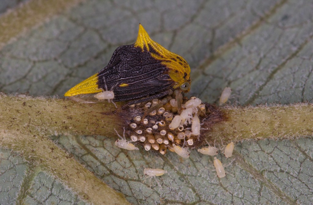 Les membracides, de surprenants petits insectes