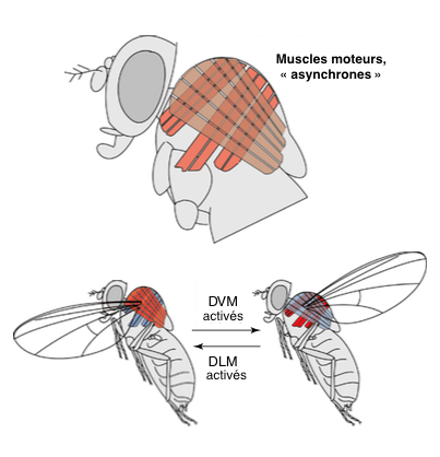 Description du vol battu chez les insectes