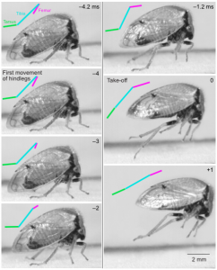 Les membracides, de surprenants petits insectes – Passion-Entomologie
