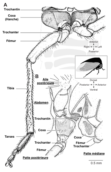 Les membracides, de surprenants petits insectes