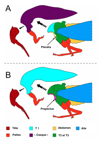 Les membracides, de surprenants petits insectes