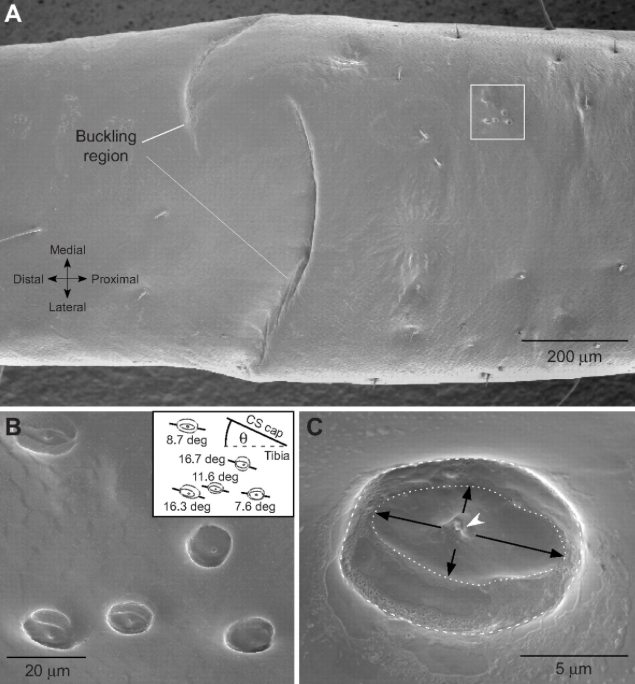 Récepteurs sensoriels chez les insectes : les mécanorécepteurs ...