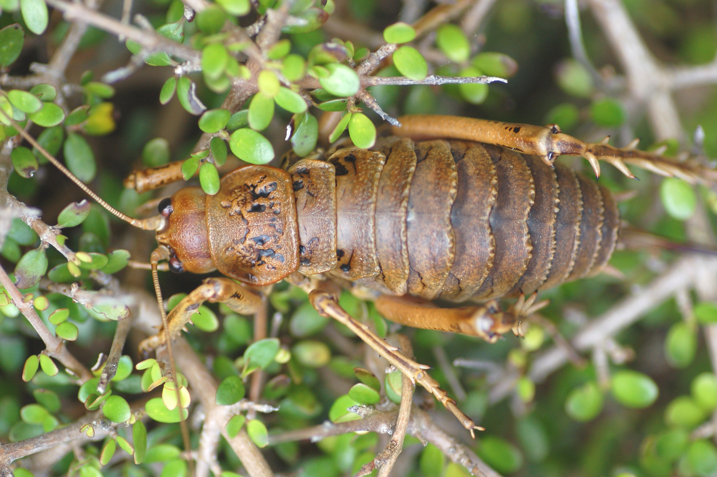 Les weta : des insectes géants de nouvelle-Zélande