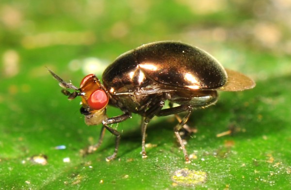Diptera Celyphidae: when flies mimic Beetles - Passion-Entomologie