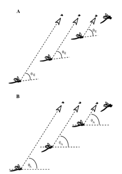 La vision des insectes (partie 2) : forme et mouvement