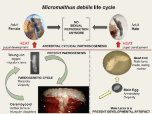 La parthénogenèse chez les insectes : synthèse