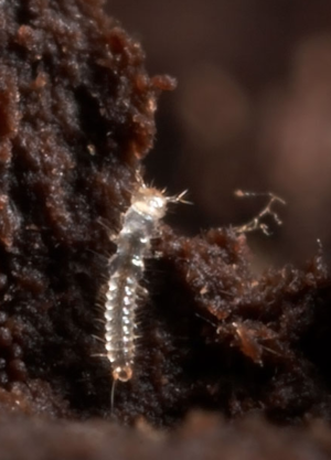Le cycle biologique incroyable du coléoptère Micromalthus debilis