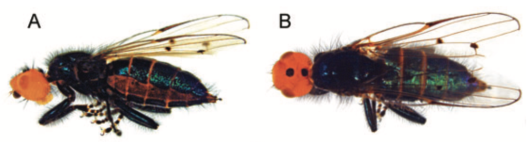 Thyreophora cynophila: le retour improbable de la mouche à la tête orange