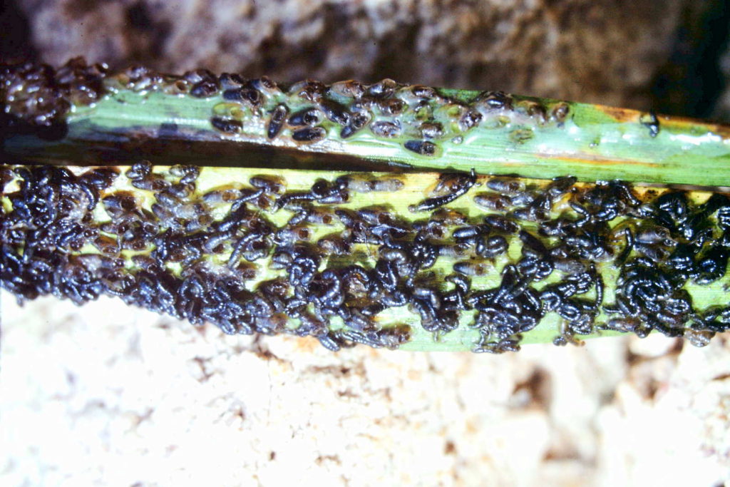 Claude Dejoux : une carrière dévouée à l'entomologie aquatique