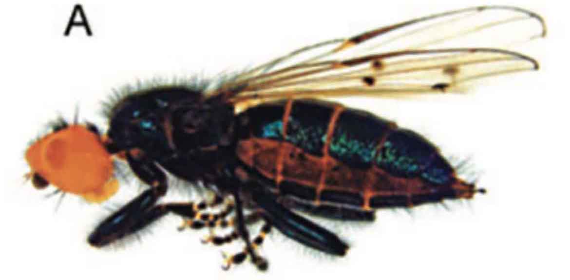 Thyreophora cynophila: le retour improbable de la mouche à la tête orange