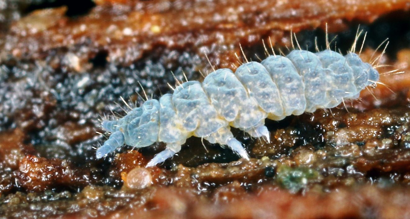 Collembola: small mysterious insects