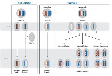 Parthenogenesis in insects: synthesis