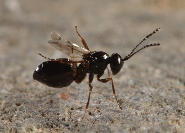The Entomofauna of the French subantarctic islands