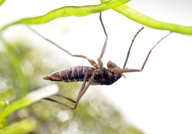 The Entomofauna of the French subantarctic islands - Passion-Entomologie