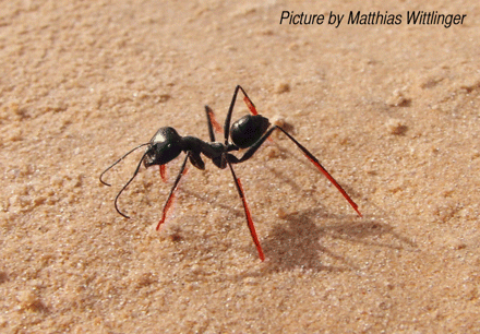 La mémoire des fourmis du désert - Passion Entomologie