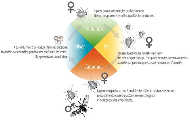 Les pucerons, des insectes passionnants et problématiques (1/2)