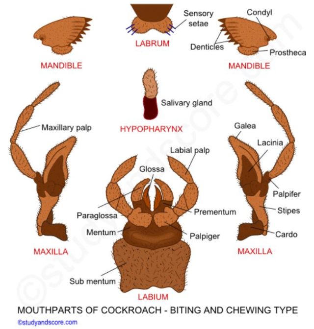 Pièces buccales des insectes : synthèse générale