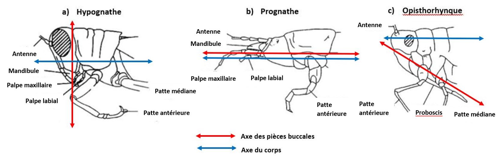 Pièces buccales des insectes : synthèse générale