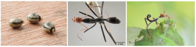 Histoire évolutive des phasmes et des phyllies