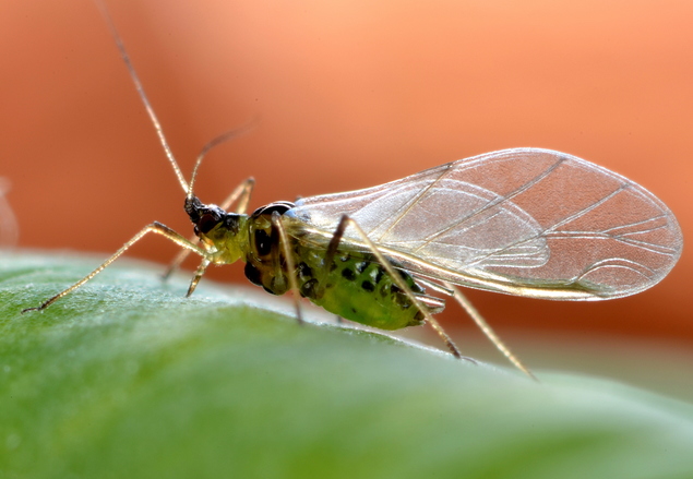 Les pucerons, des insectes passionnants et problématiques (1/2)