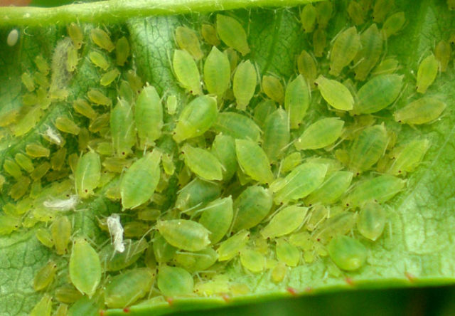 Les pucerons, des insectes passionnants et problématiques (1/2)