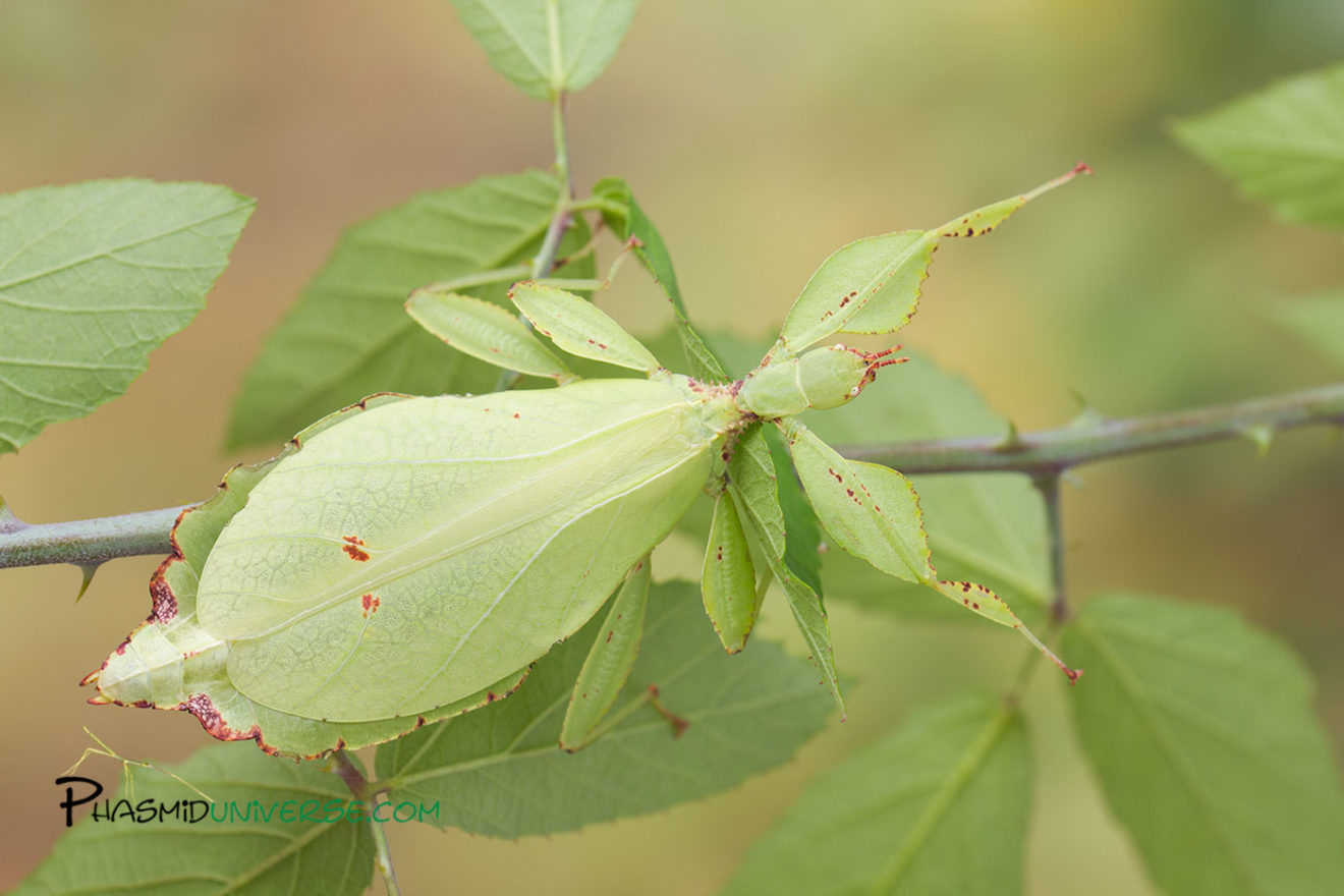 Evolutionary history of phasms and phyllies