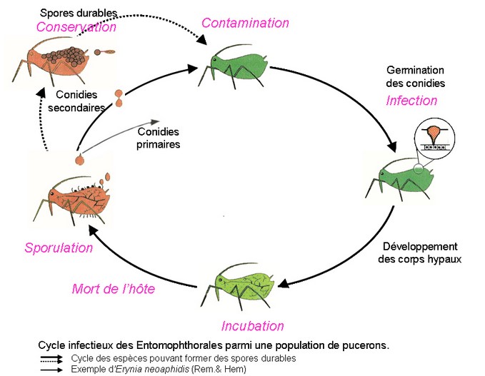 Les pucerons, des insectes passionnants et problématiques (2/2)