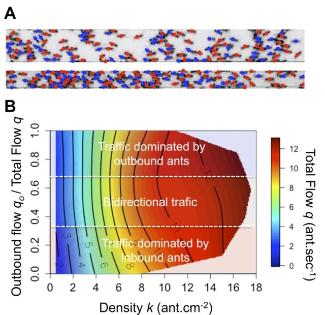 Traffic jams in ants? Impossible!