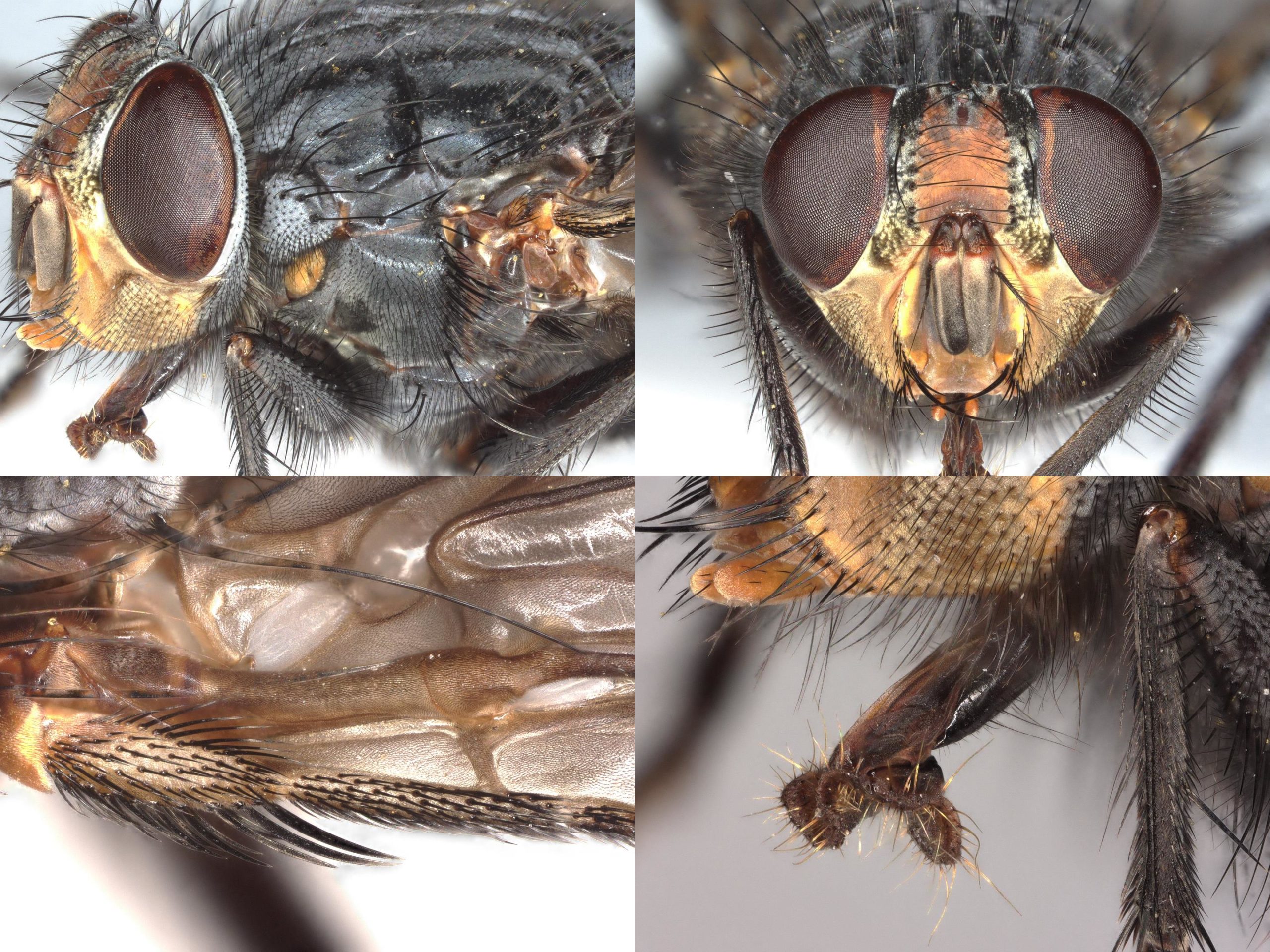 Thierry Pasquerault : Entomologiste forensique - Gendarmerie Nationale ...