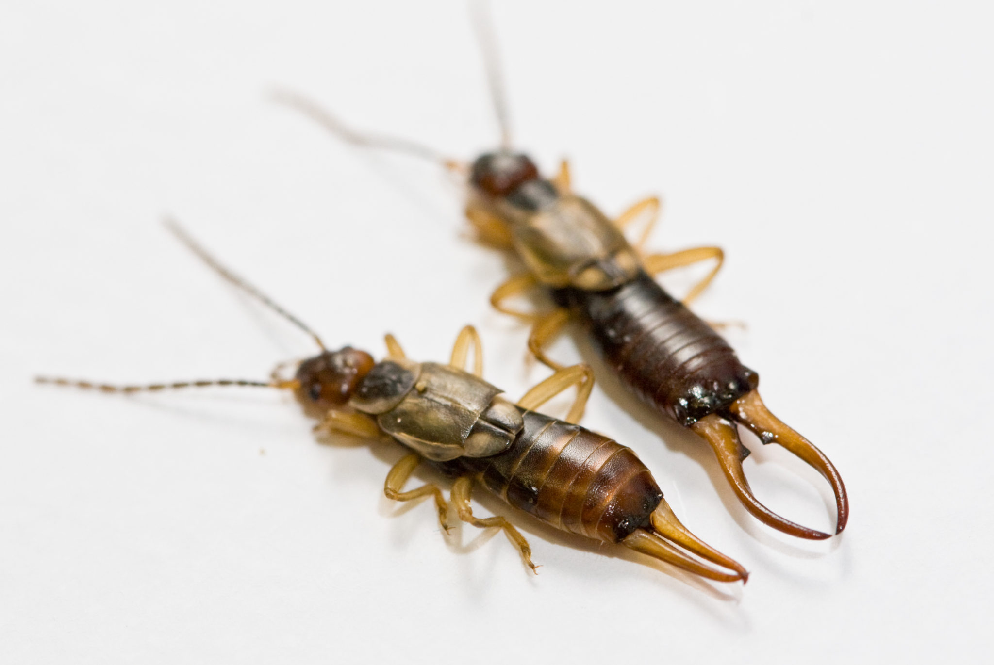 Le Perce-oreille commun Forficula auricularia : une vie de famille ...