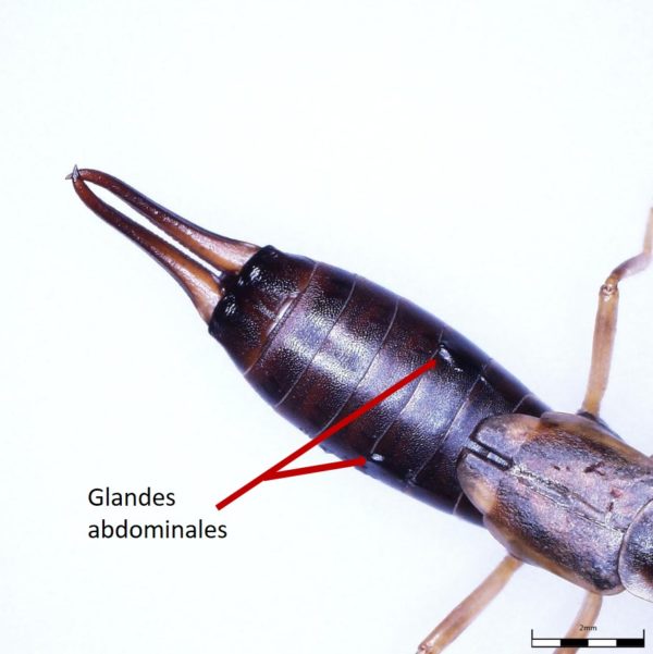 Le Perce-oreille commun Forficula auricularia : une vie de famille ...
