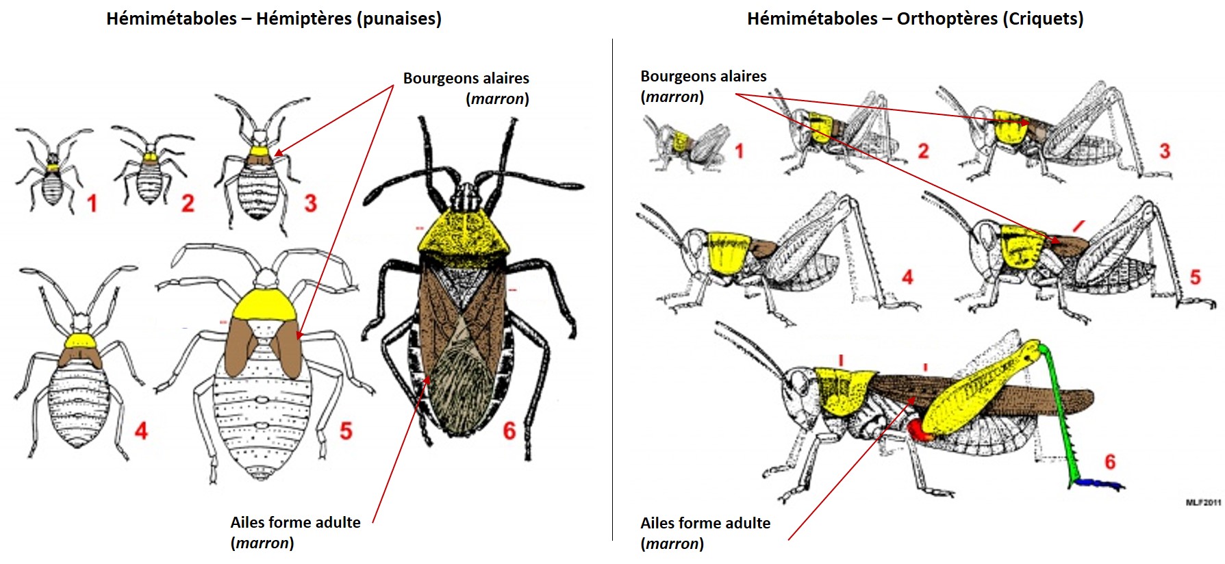 Origine de la métamorphose chez les insectes