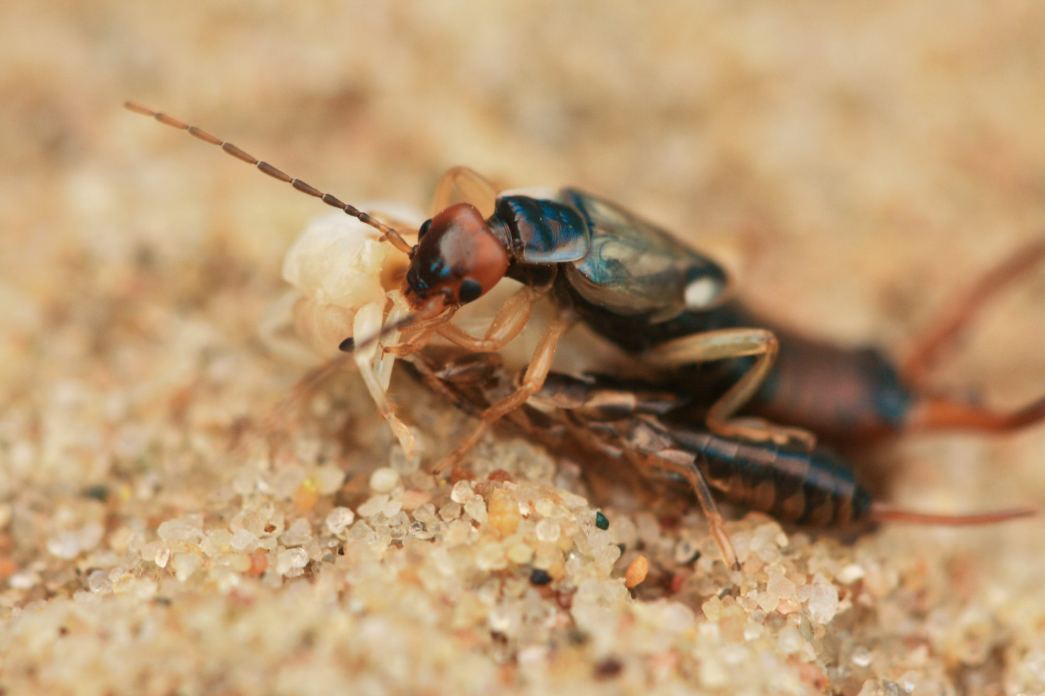 Le Perce-oreille commun Forficula auricularia : une vie de famille ...