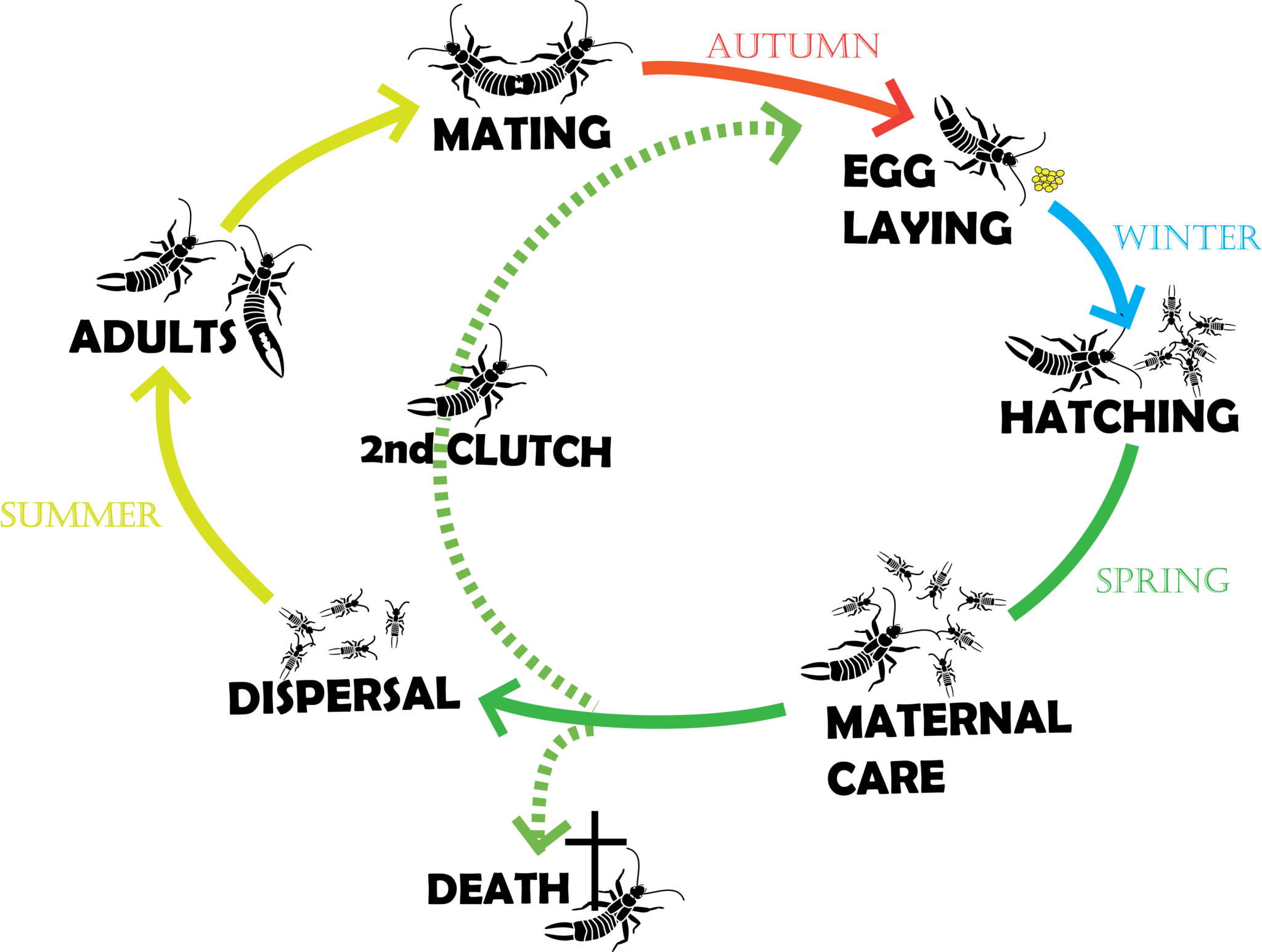 Le Perce-oreille commun Forficula auricularia : une vie de famille ...