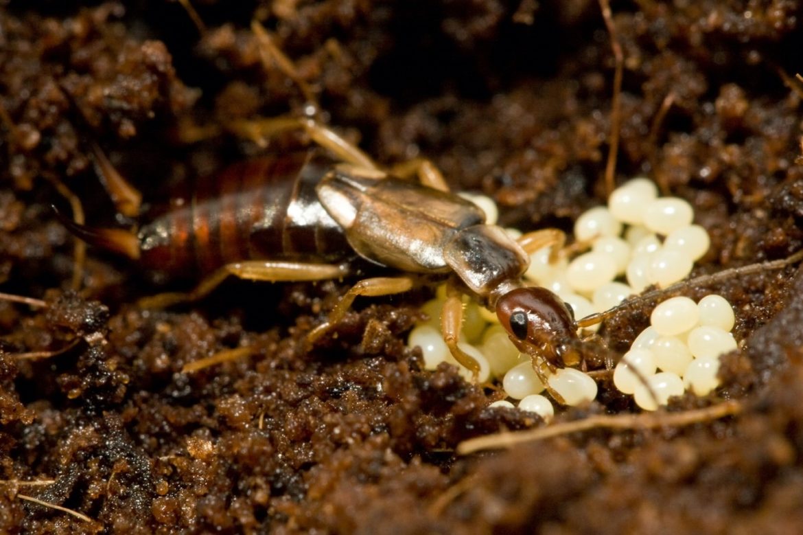 Le Perce-oreille commun Forficula auricularia : une vie de famille ...