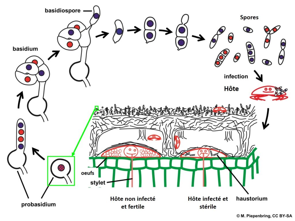 Champignons entomopathogènes : Synthèse