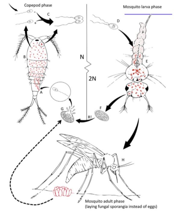 Champignons entomopathogènes : Synthèse