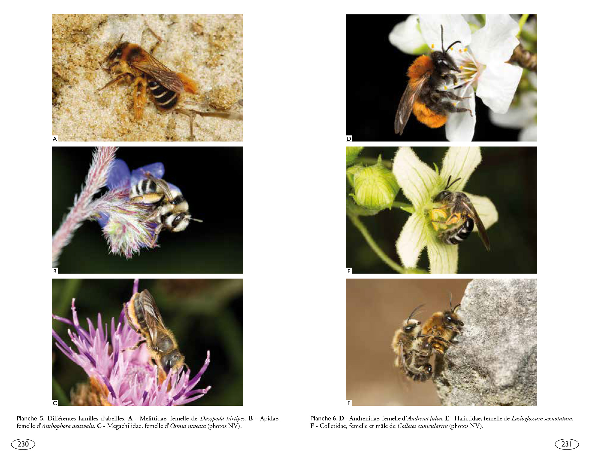 Interview de Denis Michez - Auteur d'"Abeilles d'Europe" - Editions NAP ...