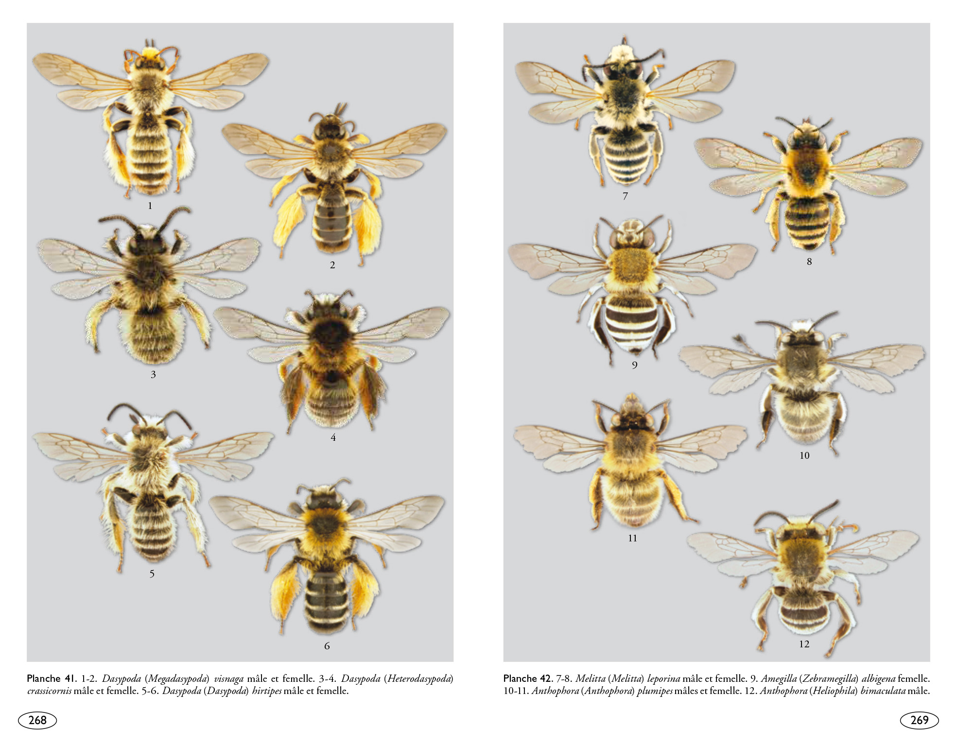 Interview de Denis Michez - Auteur d'"Abeilles d'Europe" - Editions NAP ...