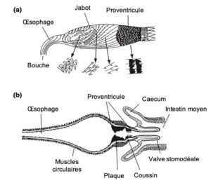 Le tube digestif des insecte - Anatomie