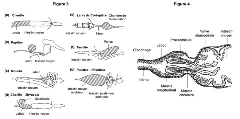 Le tube digestif des insecte - Anatomie - Passion-Entomologie