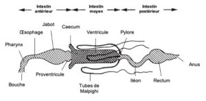Le tube digestif des insecte - Anatomie