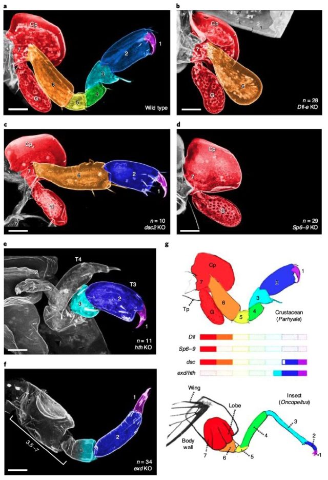 Origine des ailes chez les insectes : le mystère en partie dévoilé